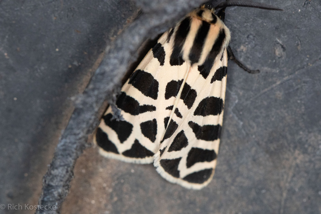 Apantesis incorrupta in November 2023 by Rich Kostecke · iNaturalist