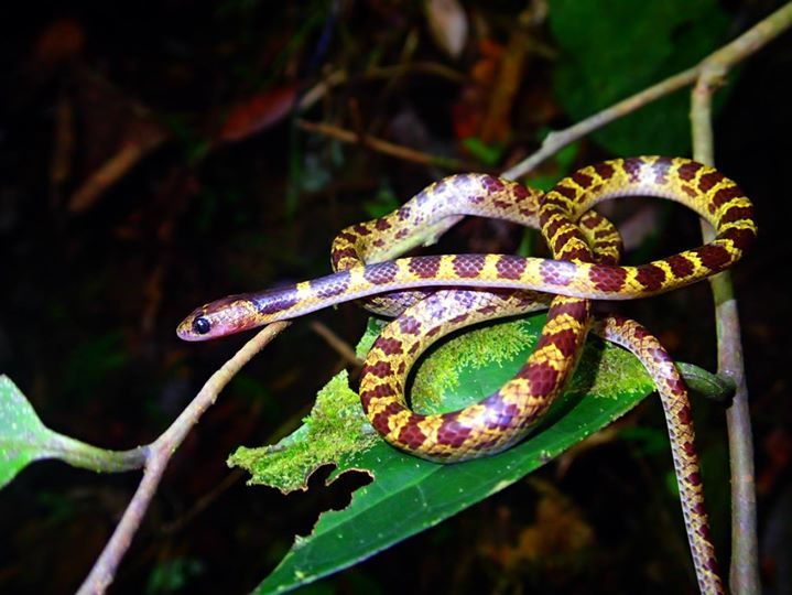 Lycodon subannulatus (Zodiac animals(十二生肖)of Indonesia part 2 ...