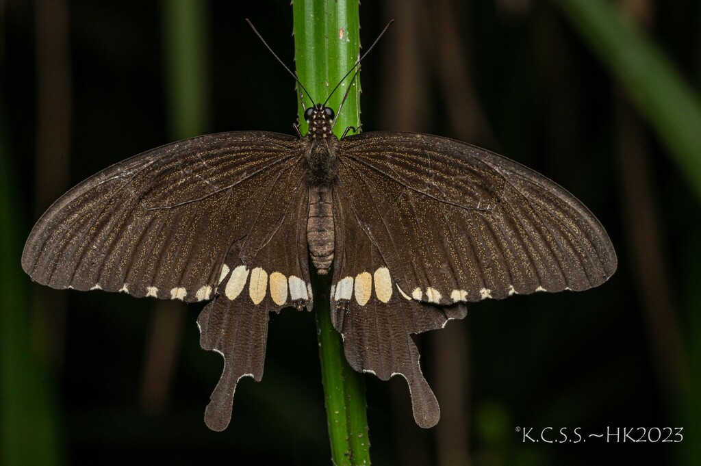 Common Mormon Swallowtail in August 2023 by kcss · iNaturalist