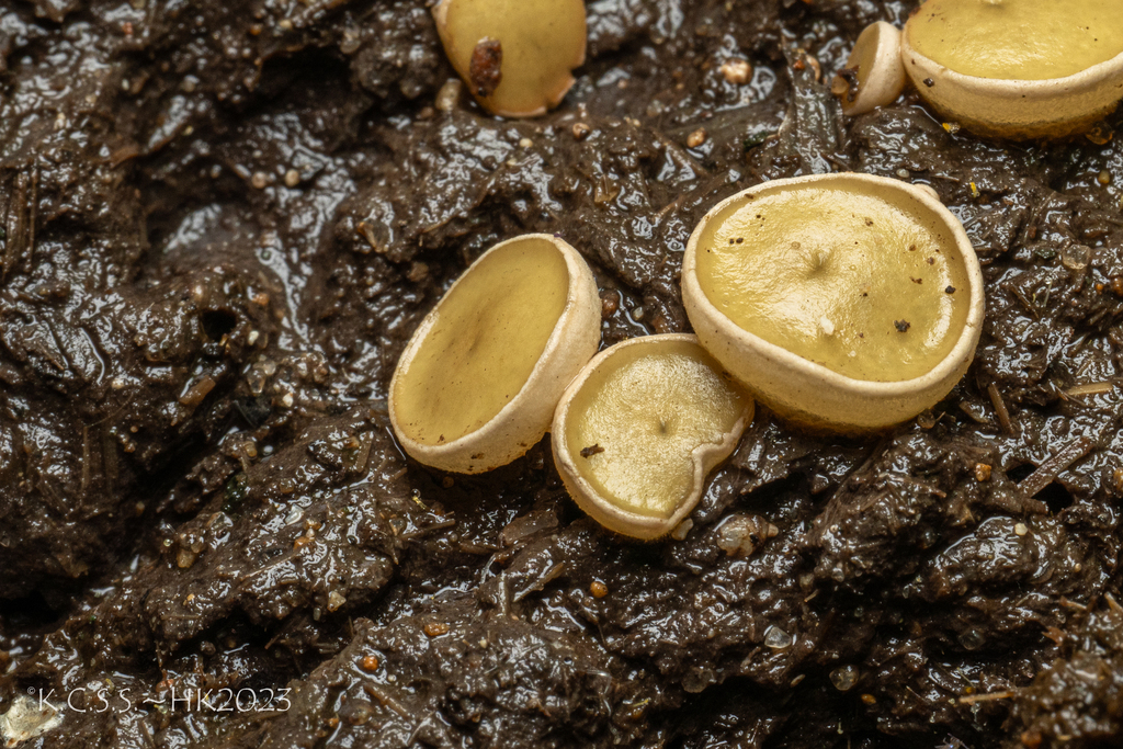 Ascobolus in August 2023 by kcss · iNaturalist