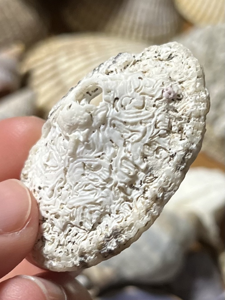 Shell-boring Spionids from Clallam County, WA, USA on November 11, 2023 ...