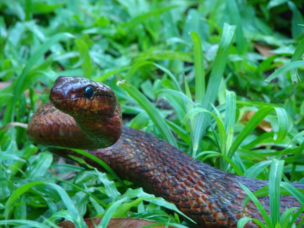 Amazon Puffing Snake from Associação Mico-Leão-Dourado (AMLD) on ...