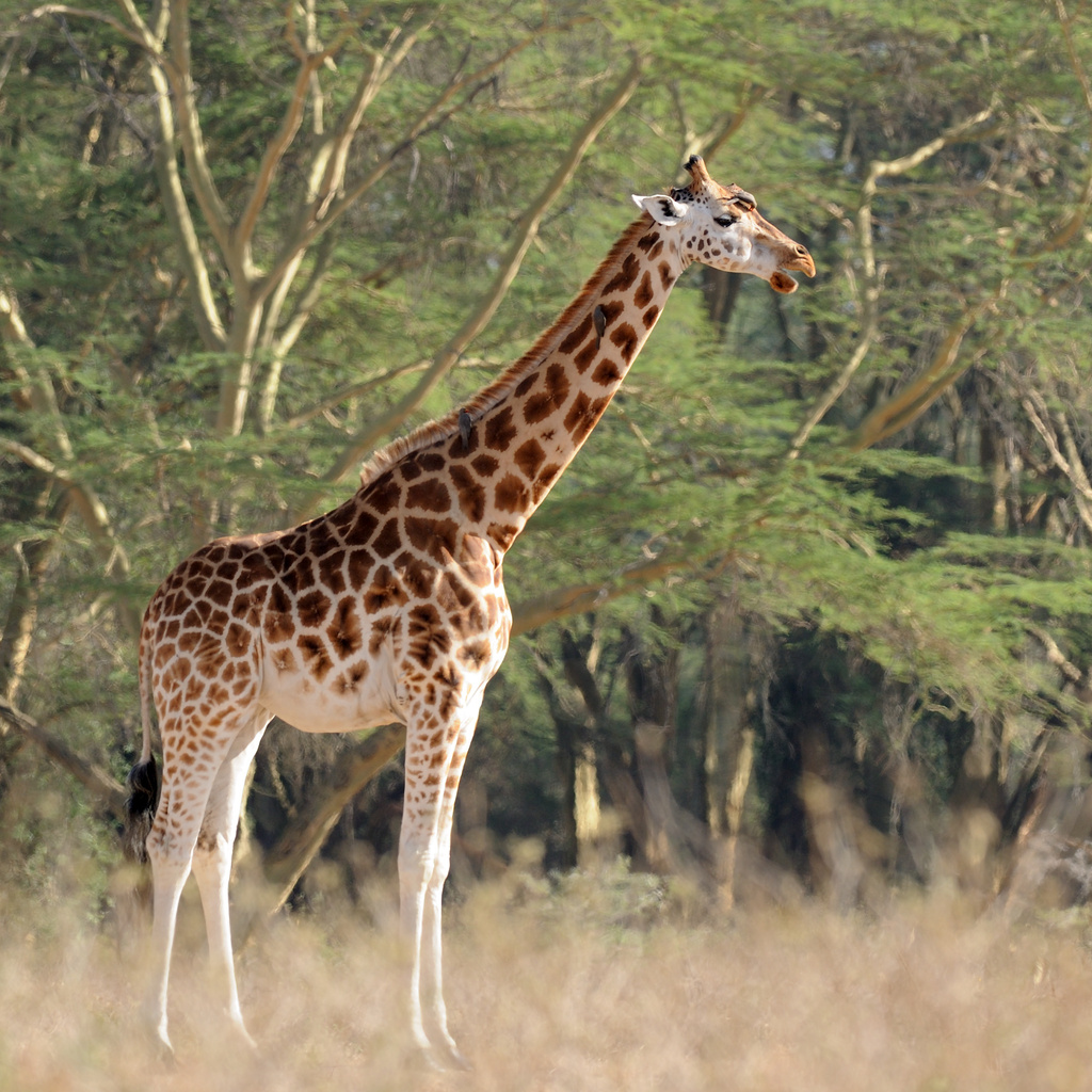 Rothschild's Giraffe in February 2008 by simben · iNaturalist
