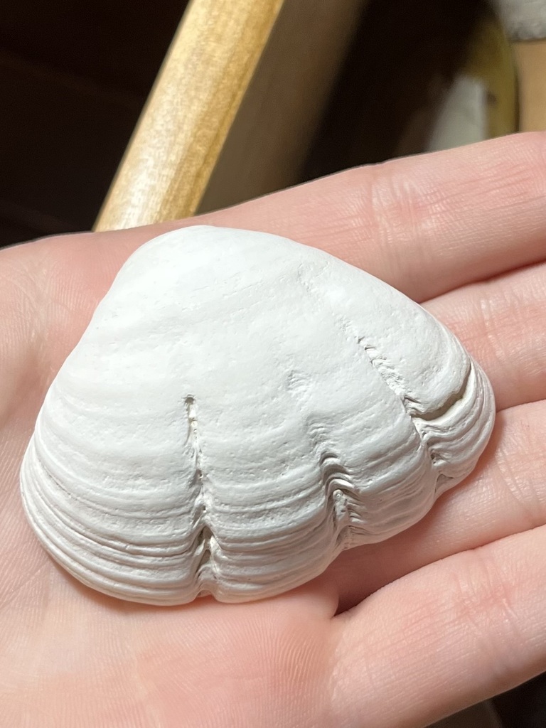 Butter Clam from Pierce County, WA, USA on November 11, 2023 at 10:27 ...