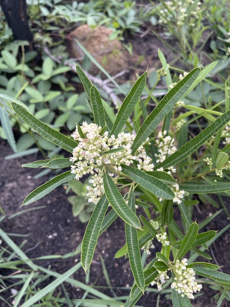 Ozoroa from iSimangaliso Wetland Park, Mtubatuba, KZN, ZA on November ...