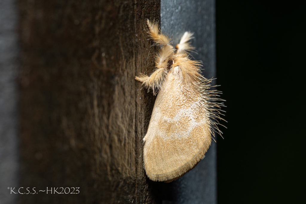 Euproctis taiwana in August 2023 by kcss · iNaturalist