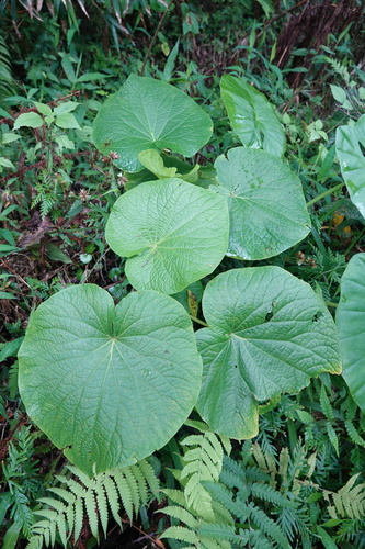 Acuya (Piper umbellatum)