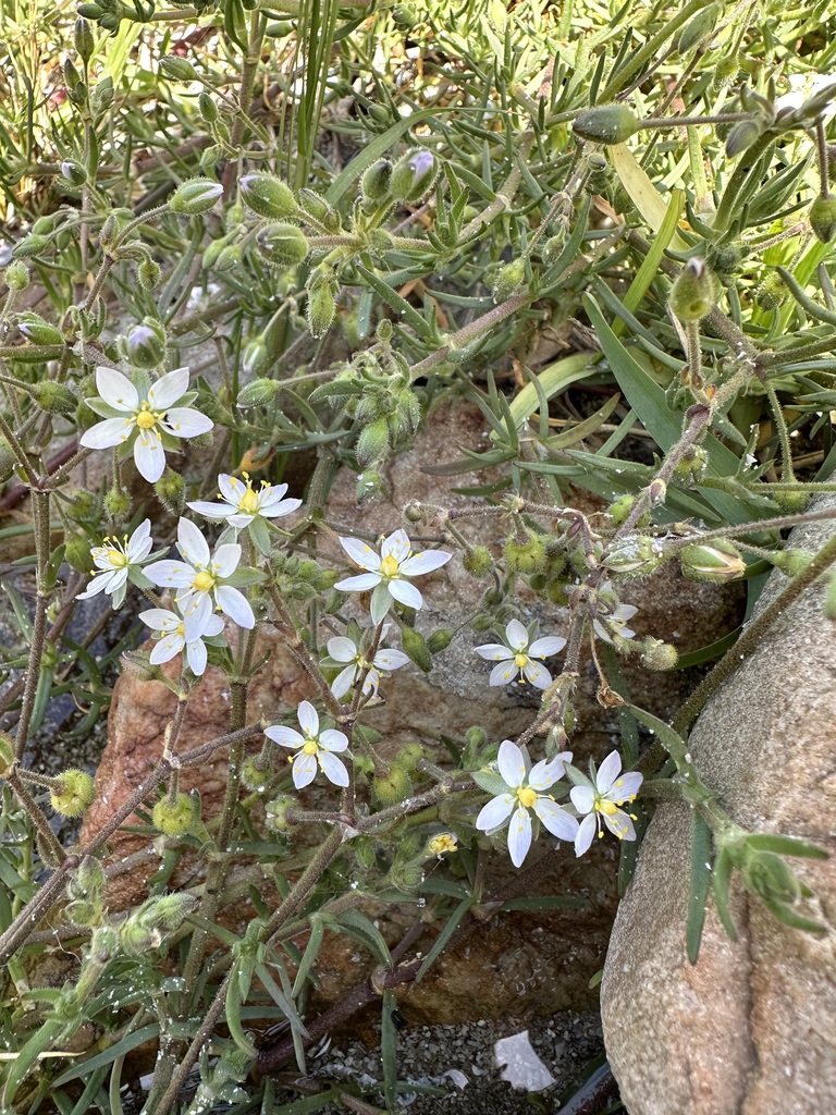 Greater Sea-spurry from Hermanus, 7200, South Africa on November 8 ...