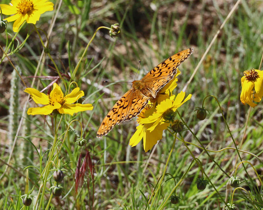 Edwards's Fritillary from Huerfano County, CO, USA on June 25, 2023 at ...