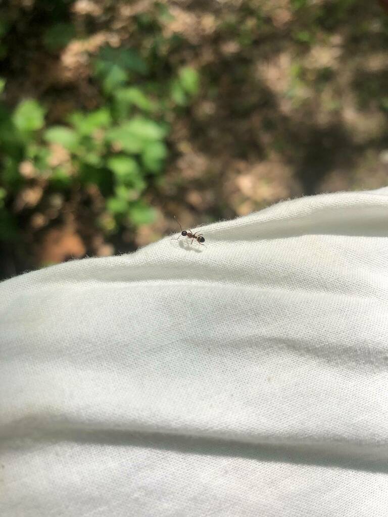 Bearded Carpenter ant from Leopold s Preserve on May 19, 2023 by ...