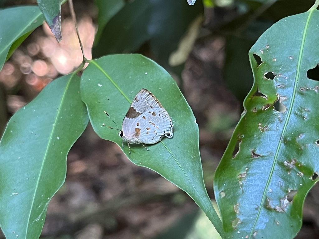 Tmolus cydrara from Tambopata, Peru on November 13, 2023 at 09:51 AM by ...