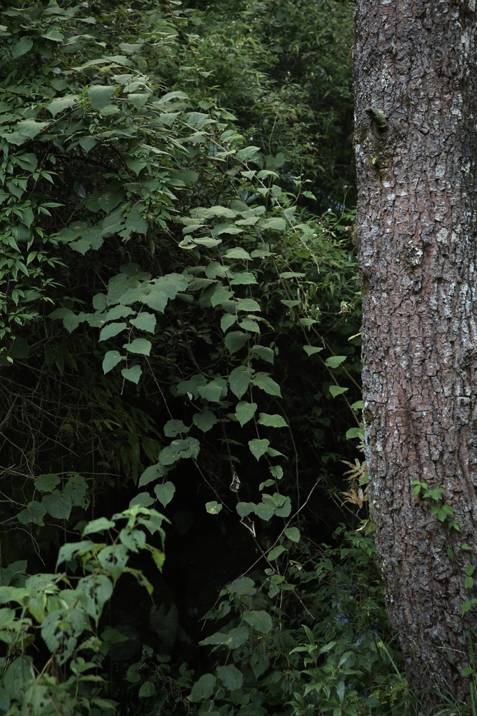 Rubus paniculatus from 大理苍山世界地质公园, 大理白族自治州, 云南省, CN on October 16, 2023 ...