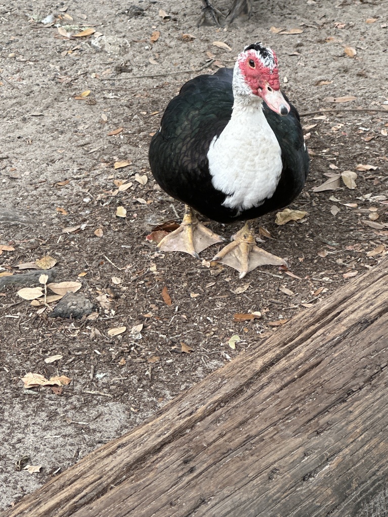 Domestic Muscovy Duck from Legion St, Tallahassee, FL, US on November ...
