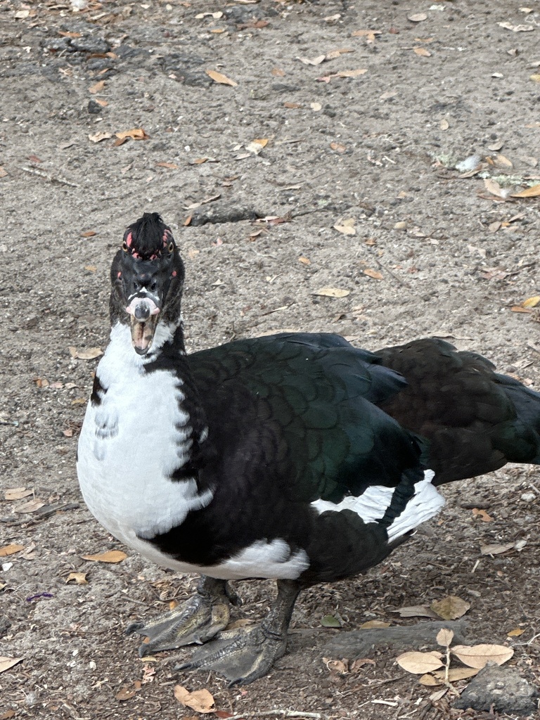 Domestic Muscovy Duck from Legion St, Tallahassee, FL, US on November ...