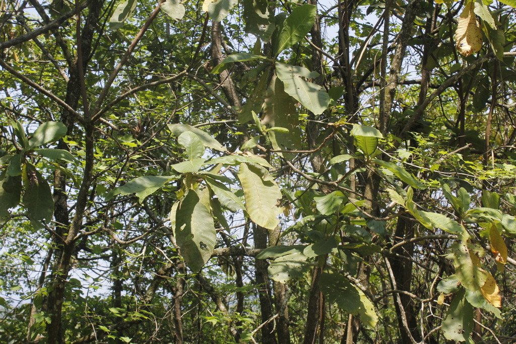 Magnolia rzedowskiana in April 2016 by Juan Cruzado Cortés · iNaturalist