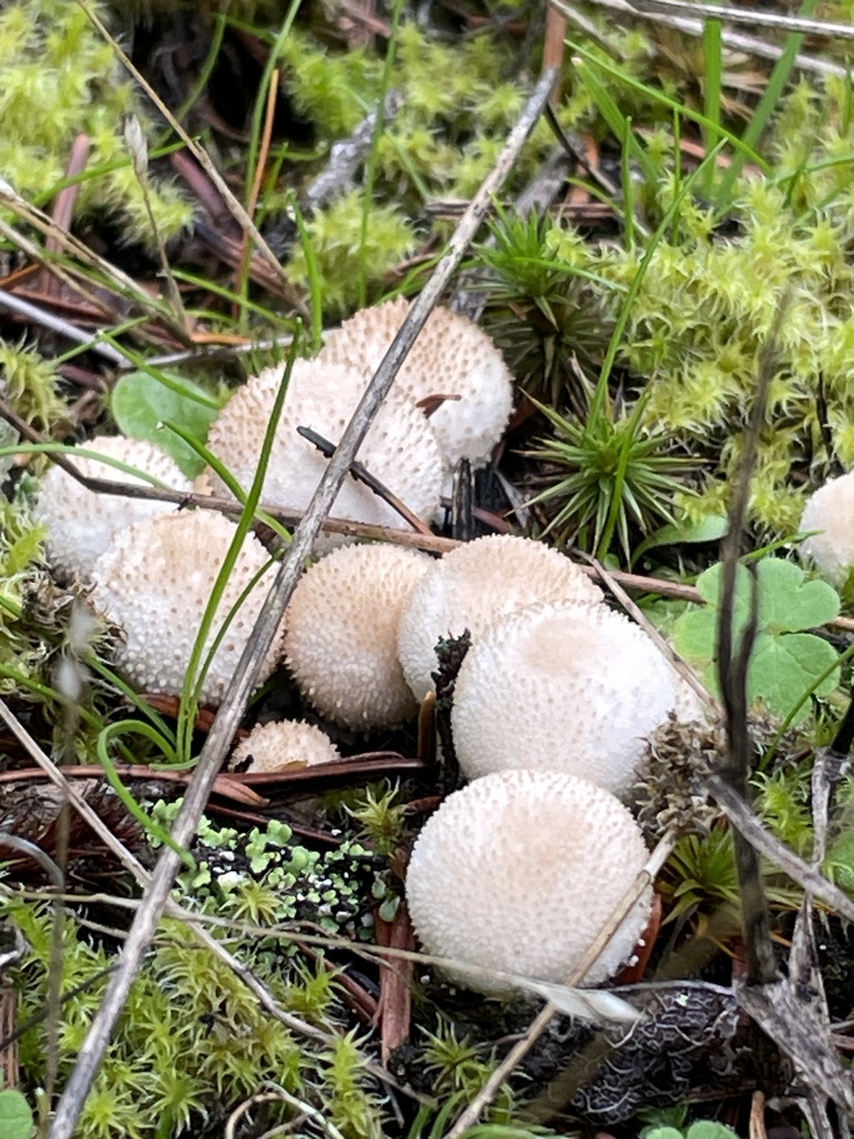 common puffball from Capital, BC, CA on November 12, 2023 at 01:56 PM ...