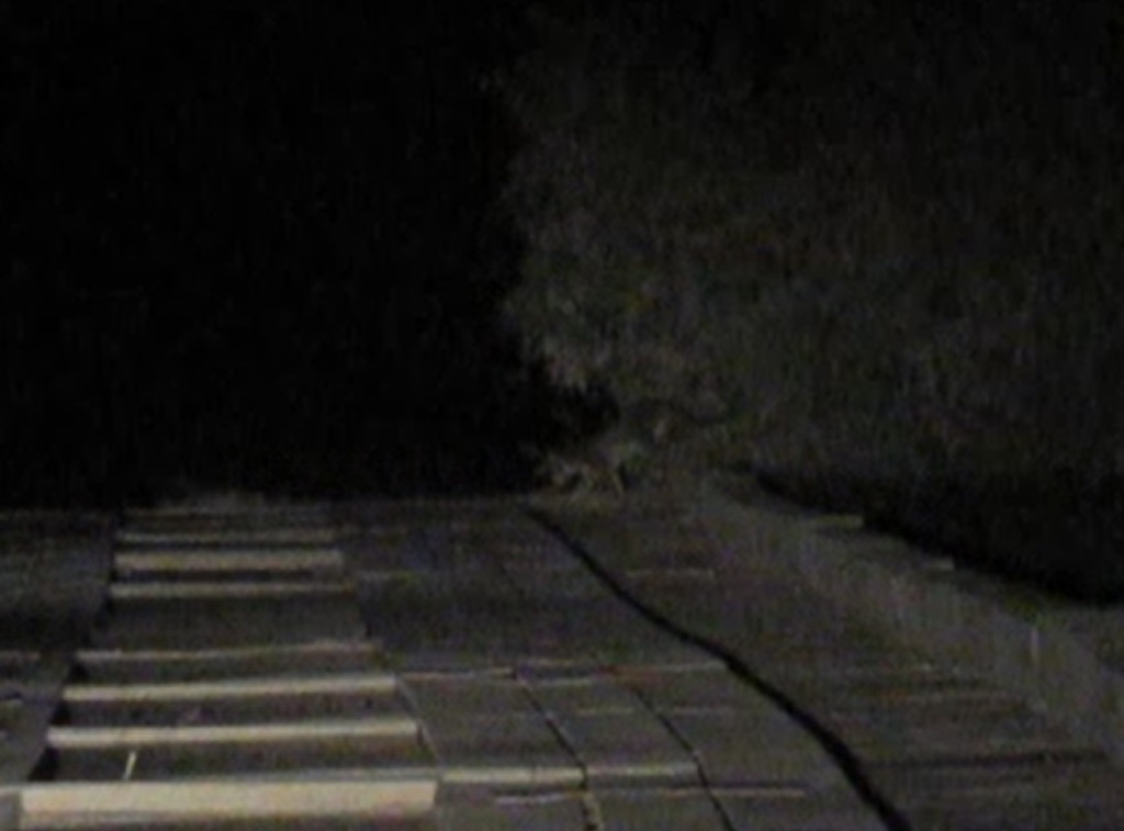 Southern Tigrina in September 2014 by Royle Safaris · iNaturalist