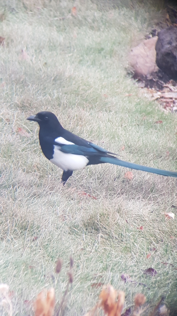European magpie from Edmonton on November 13, 2023 at 09:37 AM by ...