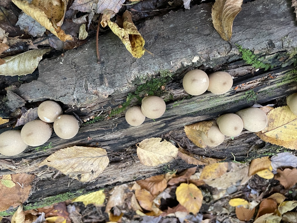 Pear-shaped Puffball from Vestal, NY, US on October 10, 2023 at 04:01 ...