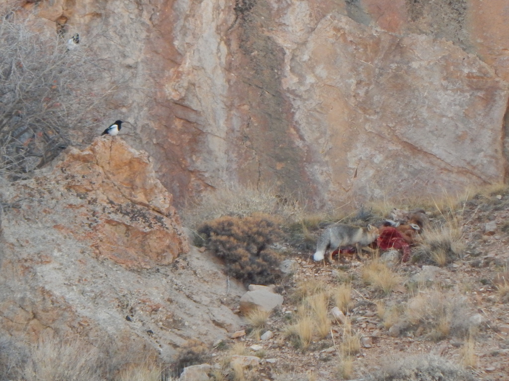 Turkmenian Red Fox from Semnan, Semnan Province, Iran on 12 September ...