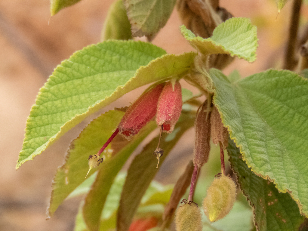(Helicteres eichleri) - Botanical Realm