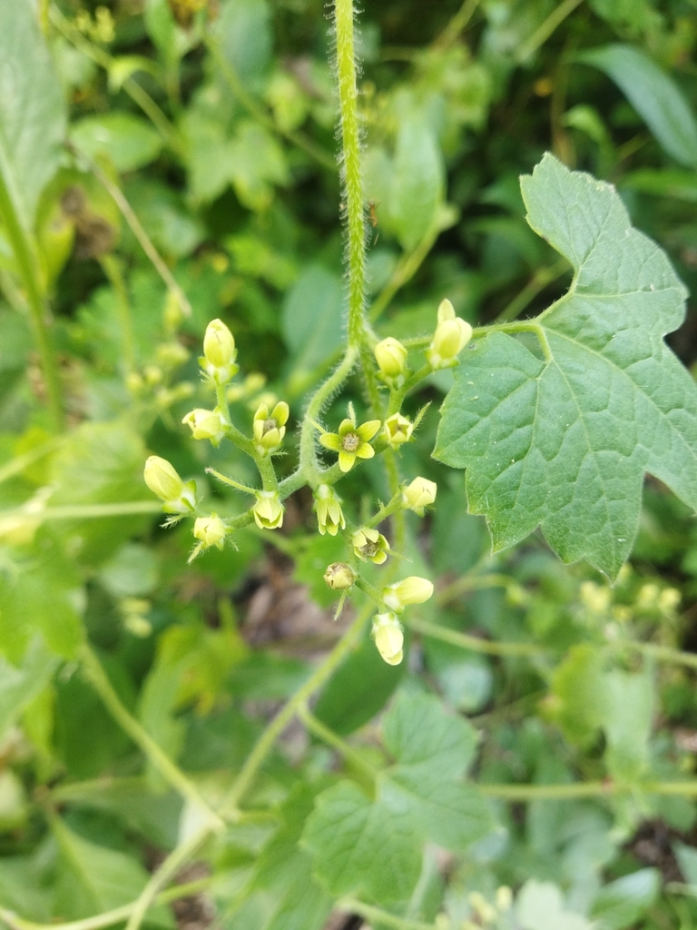Gronovia scandens from 63774 Nay., México on November 11, 2023 at 02:08 ...