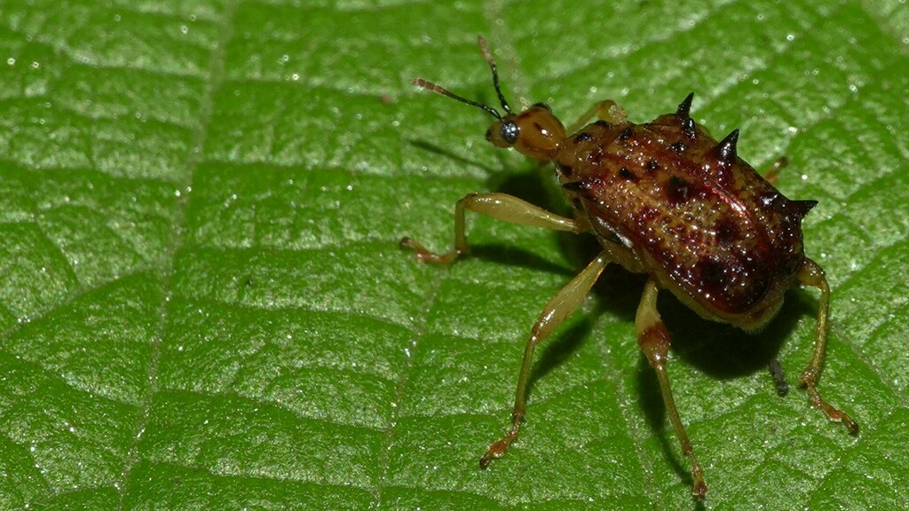 Hoplapoderus echinatus from BNHS CEC on November 4, 2023 at 04:58 PM by ...