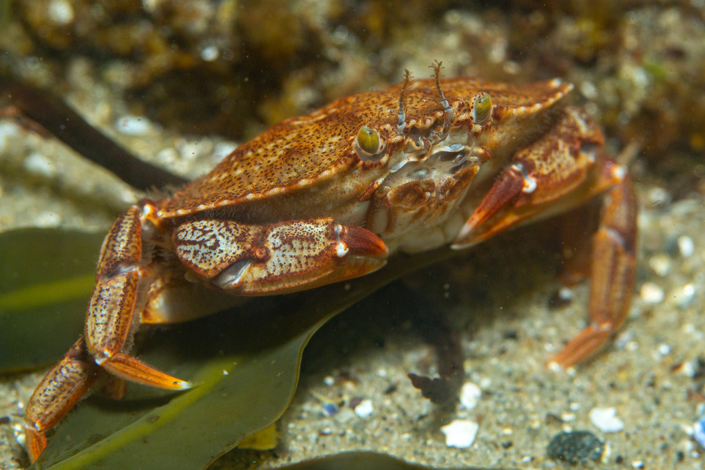 Atlantic Rock Crab from Rockport, MA, USA on July 6, 2023 at 10:48 AM ...