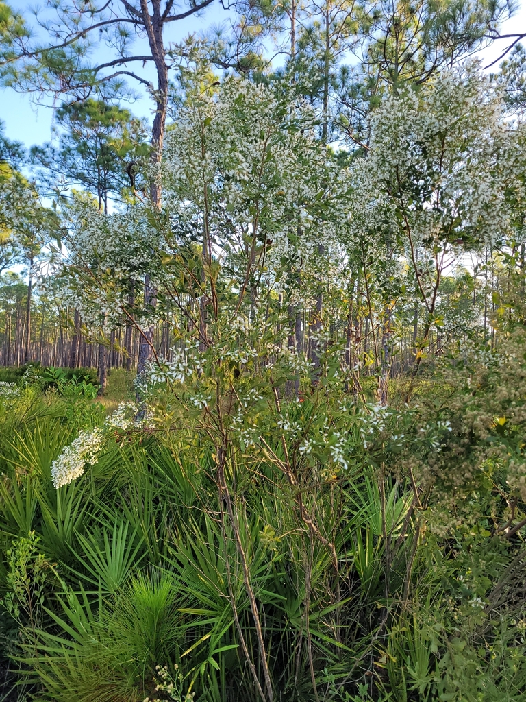groundsel tree from Frostproof, FL 33843, USA on November 11, 2023 at ...