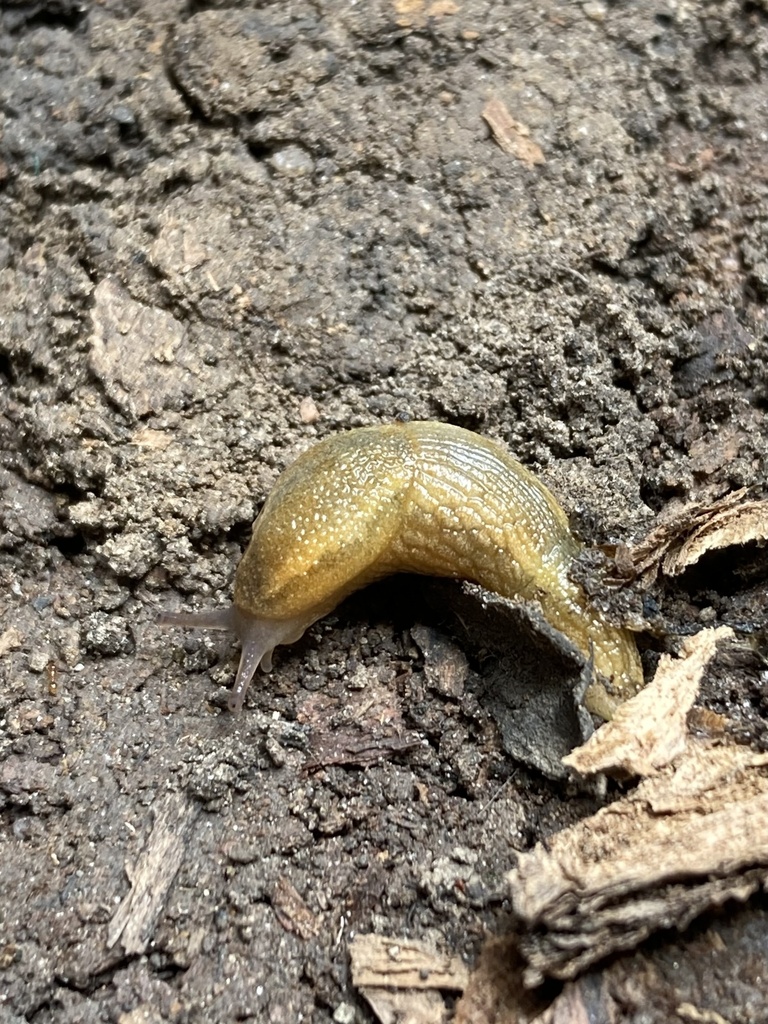 Arion Slugs from Elm St, Port Colborne, ON, CA on June 24, 2023 at 12: ...