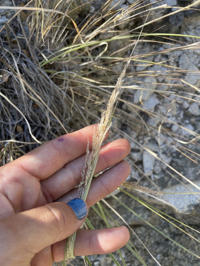 Bull Grass from Pima County, US-AZ, US on October 31, 2023 at 10:03 AM ...