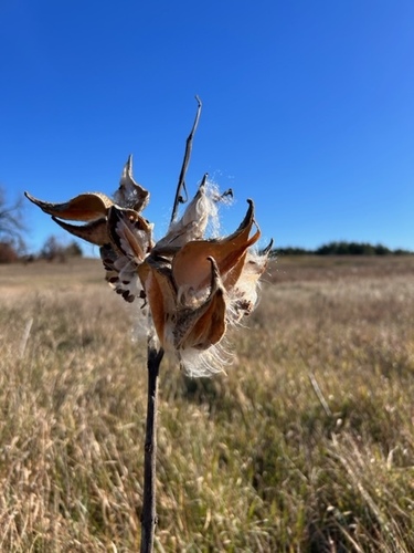 Observations by jcummin9 · iNaturalist