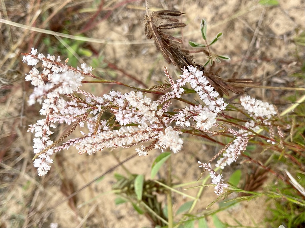 Sandhill wireweed in November 2023 by ngjohnson1 · iNaturalist