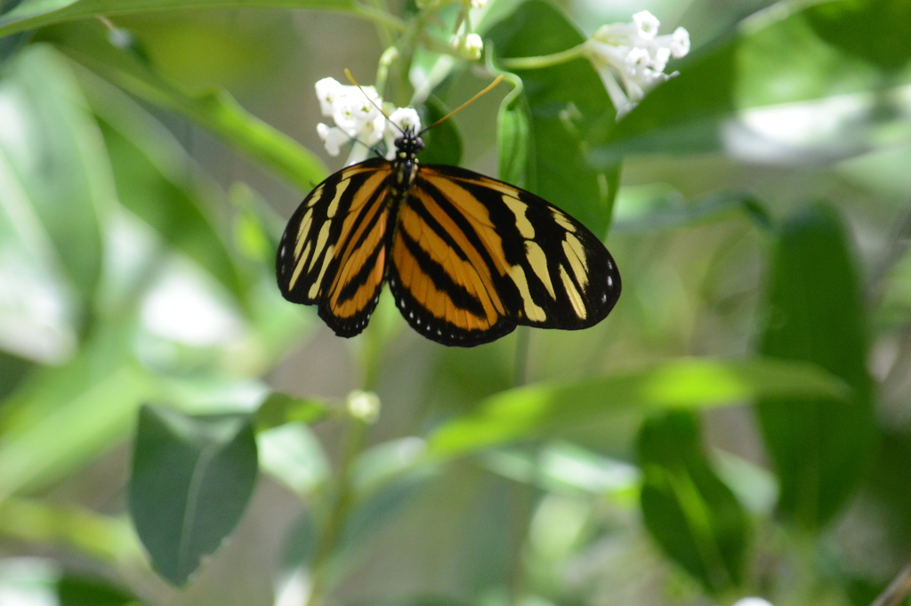 Eueides isabella eva from Minas, 24026 San Francisco de Campeche, Camp ...