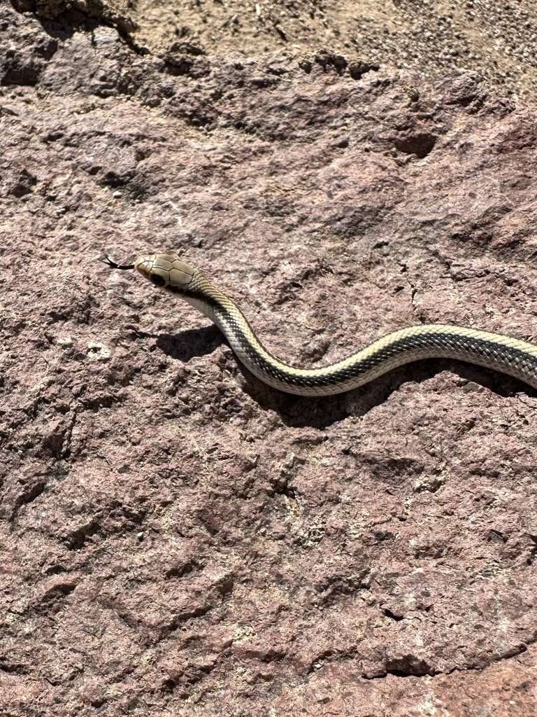 Western Patch-nosed Snake from N Higgins Feather Dr, Marana, AZ, US on ...