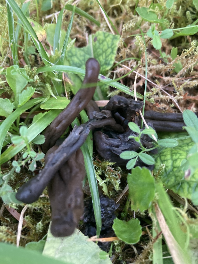 Microglossum from East Devon AONB, Budleigh Salterton, England, GB on ...