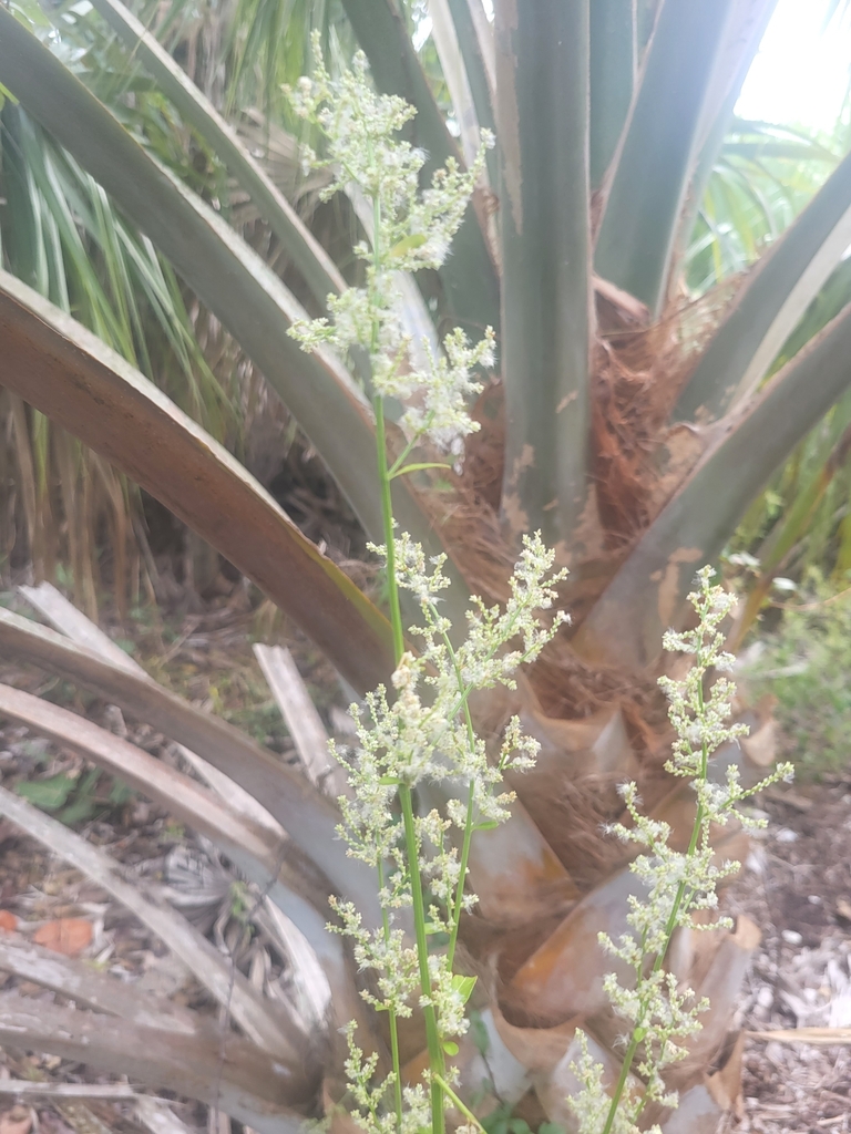 Juba's Bush from Unit D, Jupiter Inlet Lighthouse Outstanding Natural ...