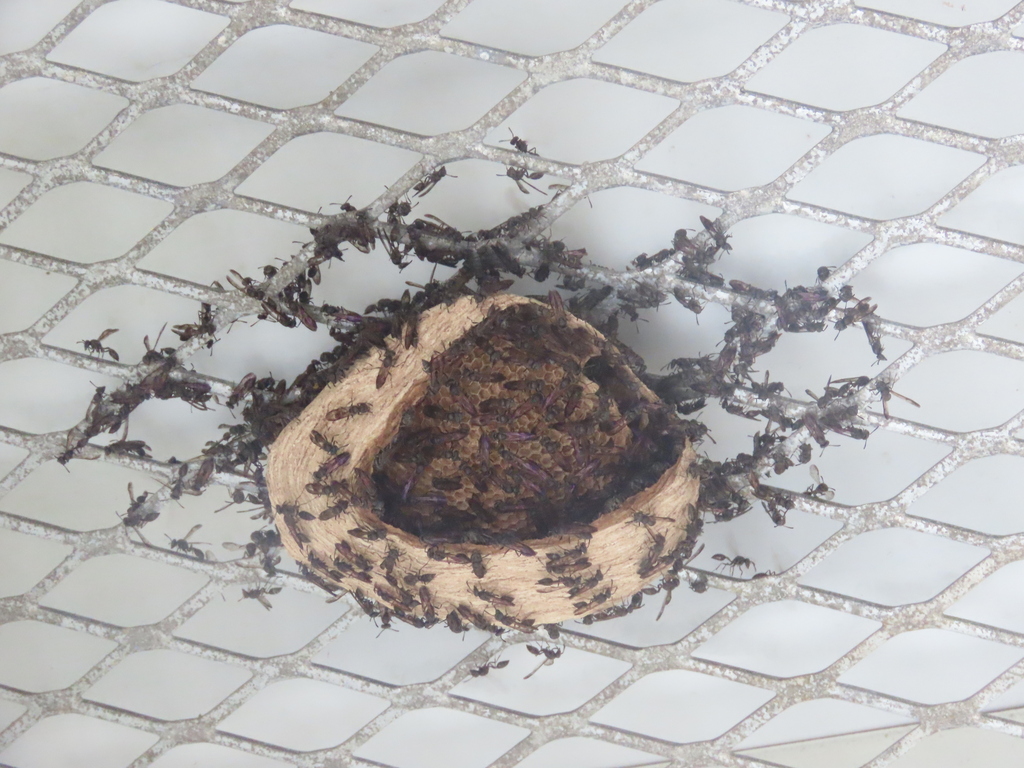 Long-waisted Honey Wasps from Jaramillo, Panamá on November 11, 2023 at ...