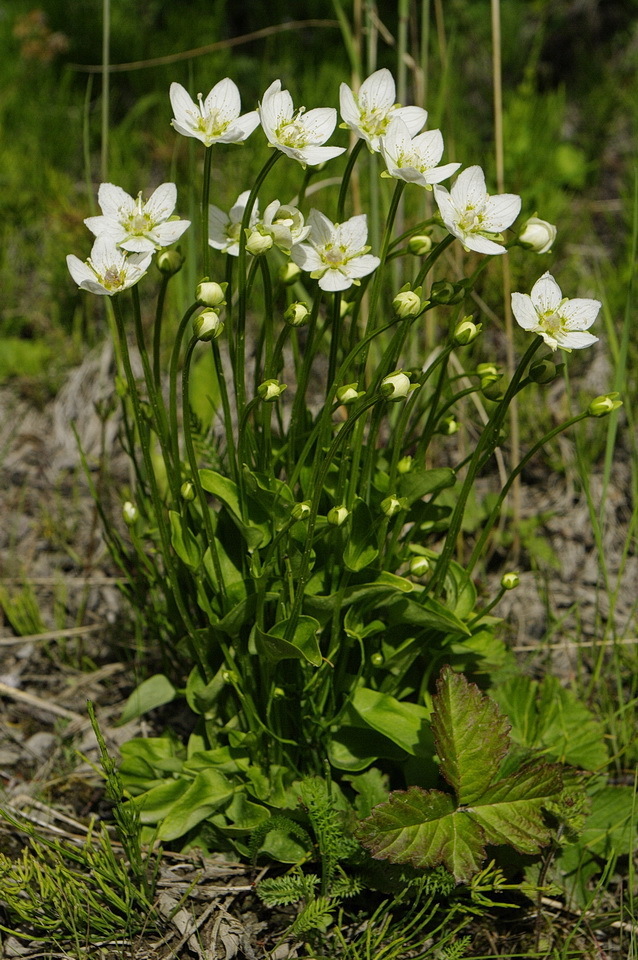 Grass-of-Parnassus (Buxton White/Green Flowering Plants) · iNaturalist