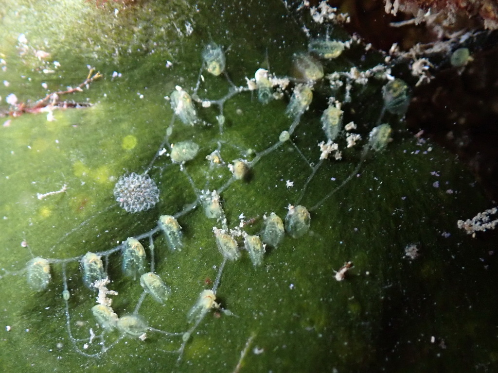 Perophora viridis from Estéou, Marseille, France on November 12, 2023 ...