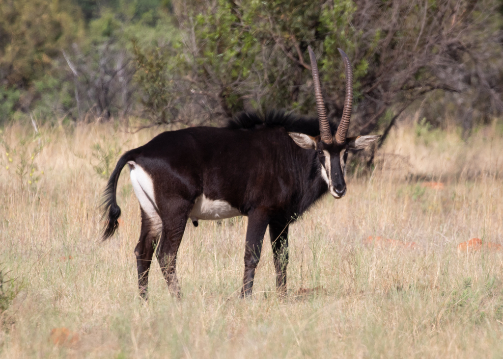 Southern Sable Antelope in November 2023 by Andre Harmse · iNaturalist