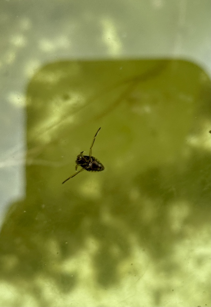 Typical Backswimmers from Alajuelita, San José, CR on November 13, 2023 ...