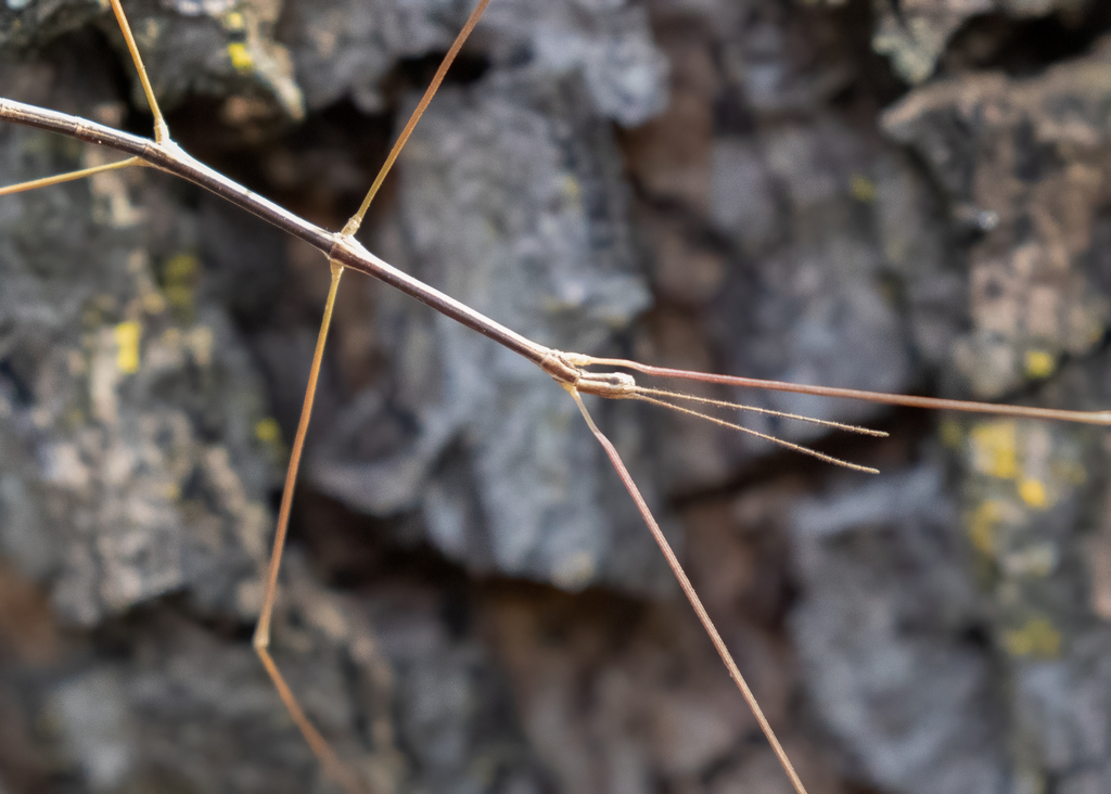 Common Grass Stick Insect from Kgaswane Mountain Reserve, NW, South ...