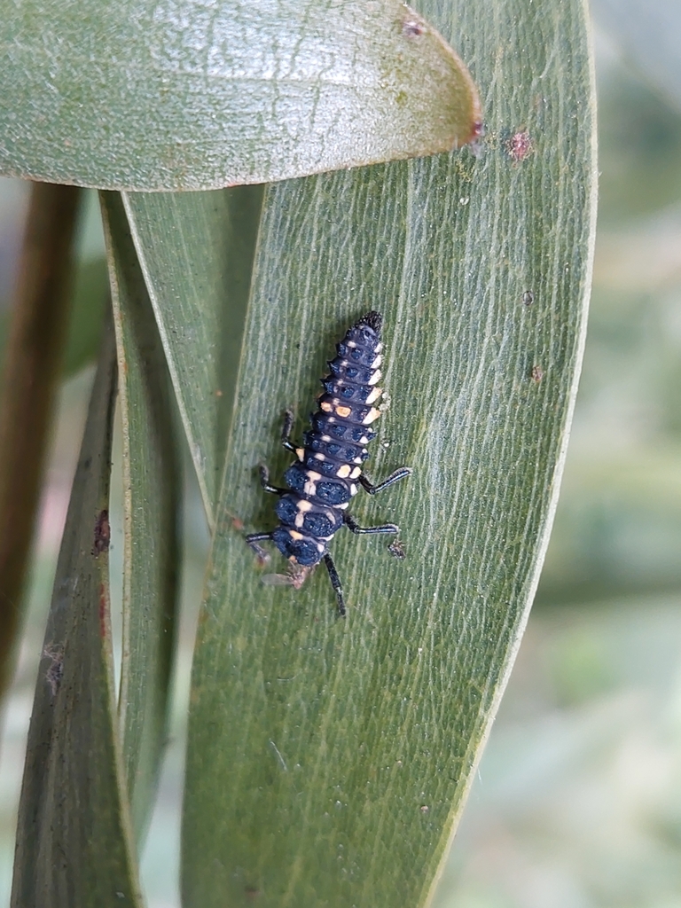 Tasmanian Ladybird from 4436599, Bader, Hamilton 3206, New Zealand on ...