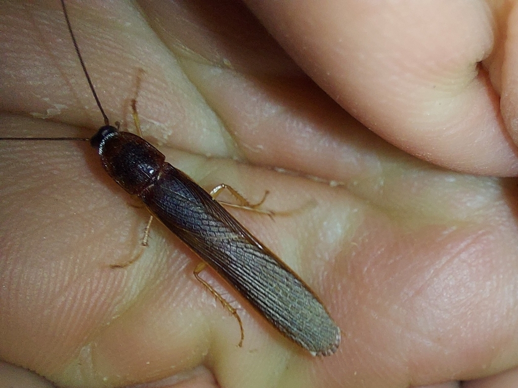 Cyrtotria from Bergrivier Municipality, South Africa on November 13 ...