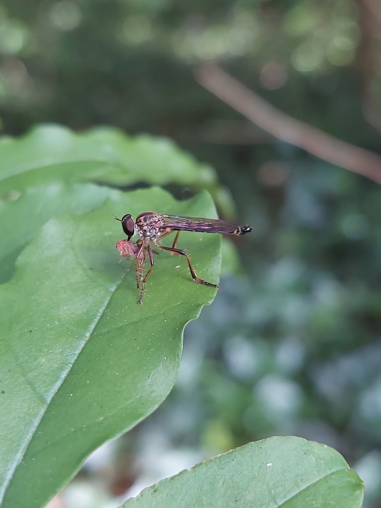 Cerdistus from 4436599, Bader, Hamilton 3206, New Zealand on November ...