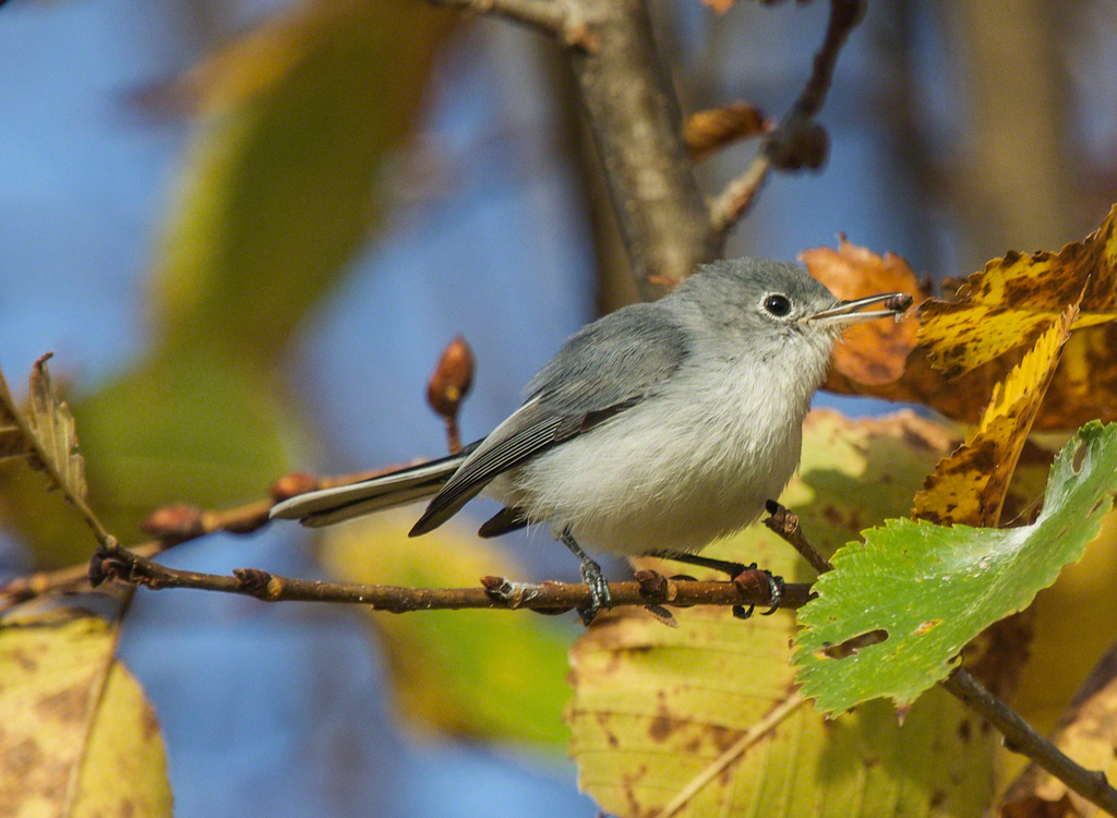 Blue-gray Gnatcatcher from city point area, Hopewell, VA 23860, USA on ...