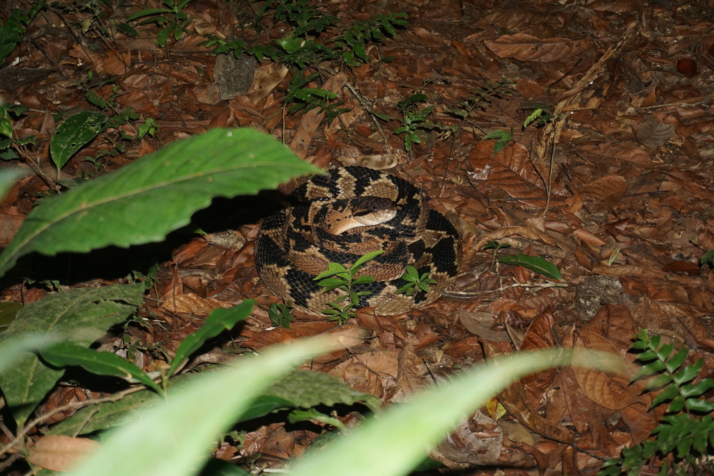 Lachesis muta en noviembre 2023 por Alexander Sherer · iNaturalist Mexico