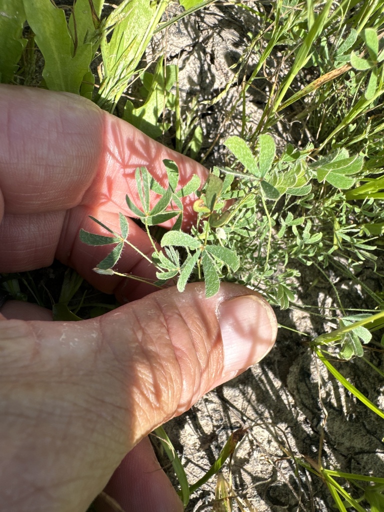 Helicopter Ferns from Comondú, B.C.S., MX on November 13, 2023 at 12:02 ...