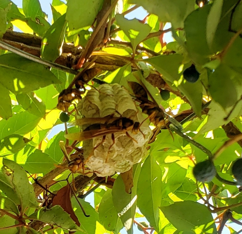 Typical Paper Wasps from López Mateos, Tequila, Jal., México on ...